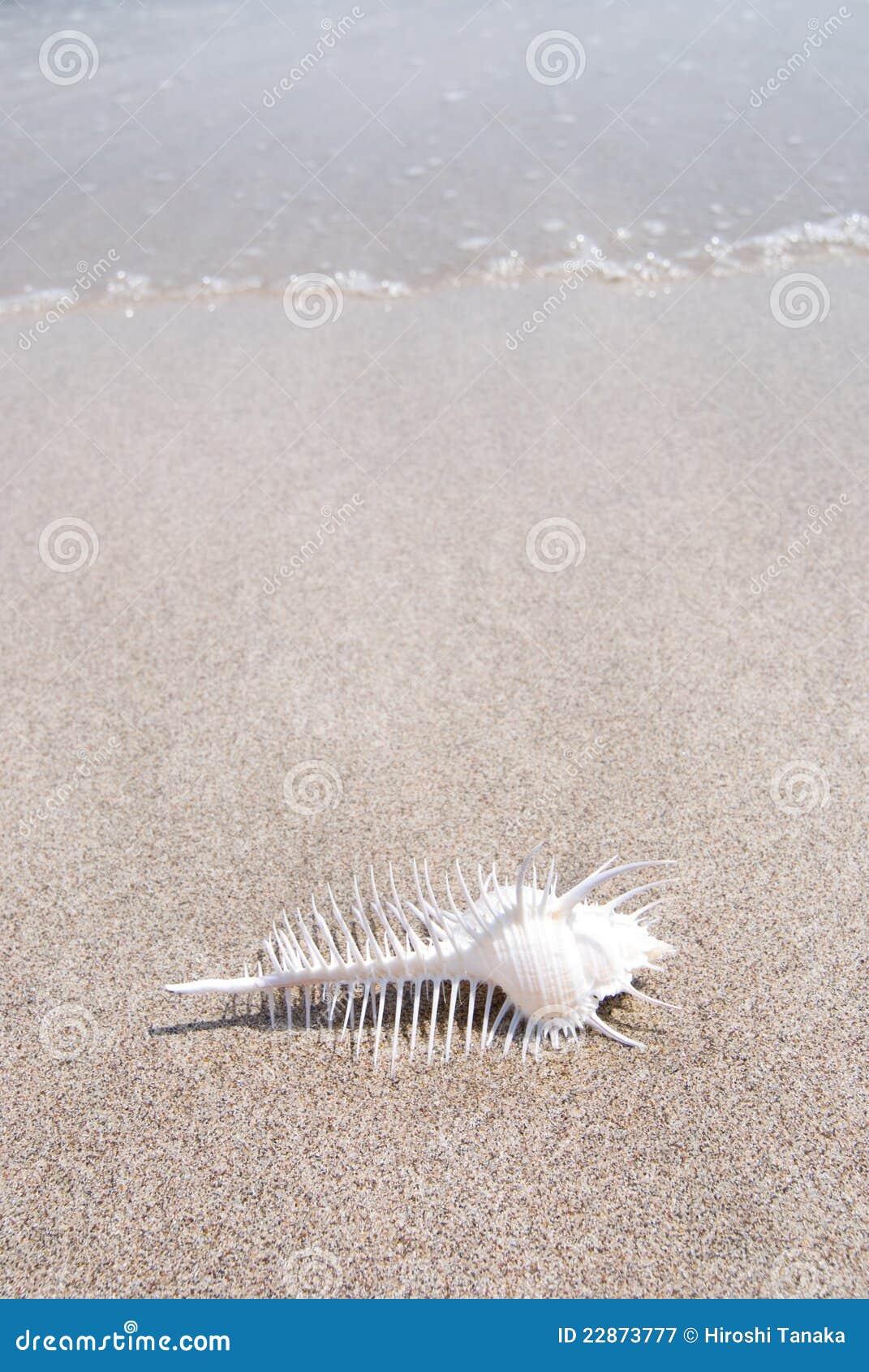 Venus comb murex stock image. Image of scenery, white - 22873777