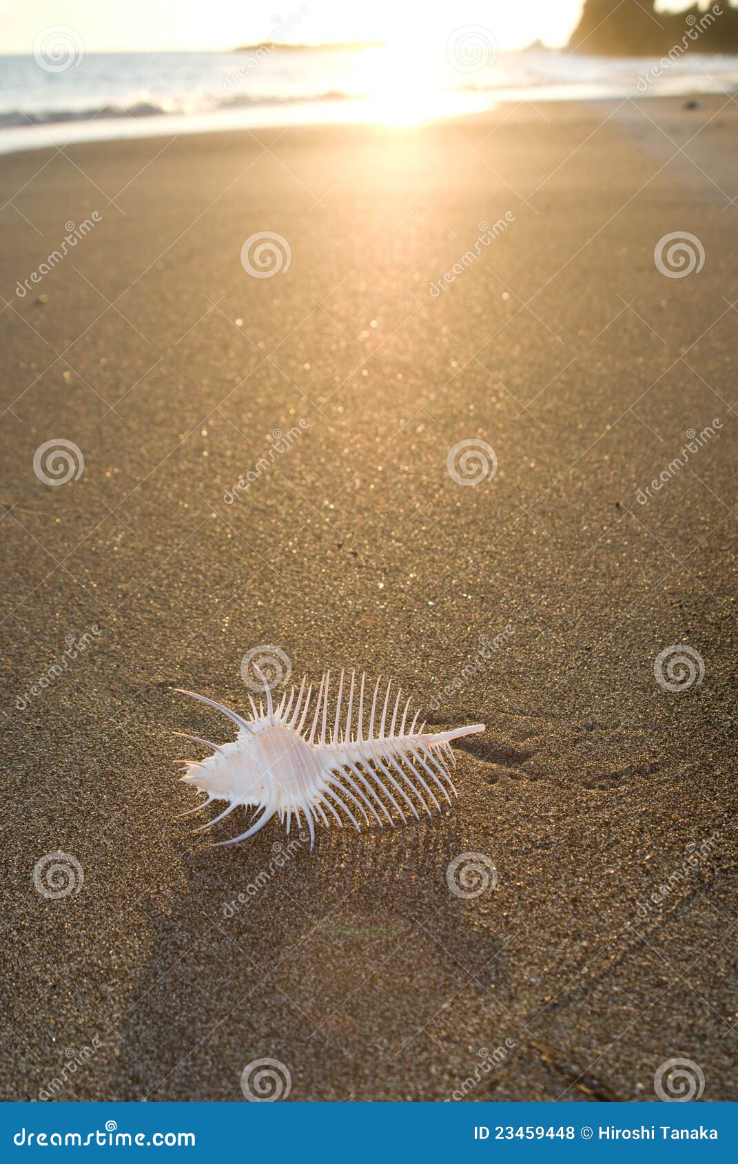 Venus comb murex shell stock photo. Image of comb, water - 23459448