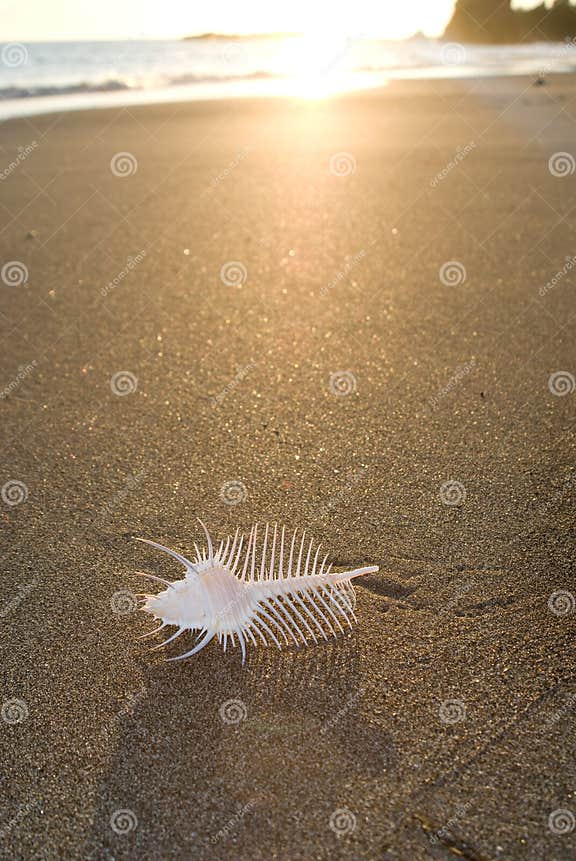 Venus comb murex shell stock photo. Image of comb, water - 23459448