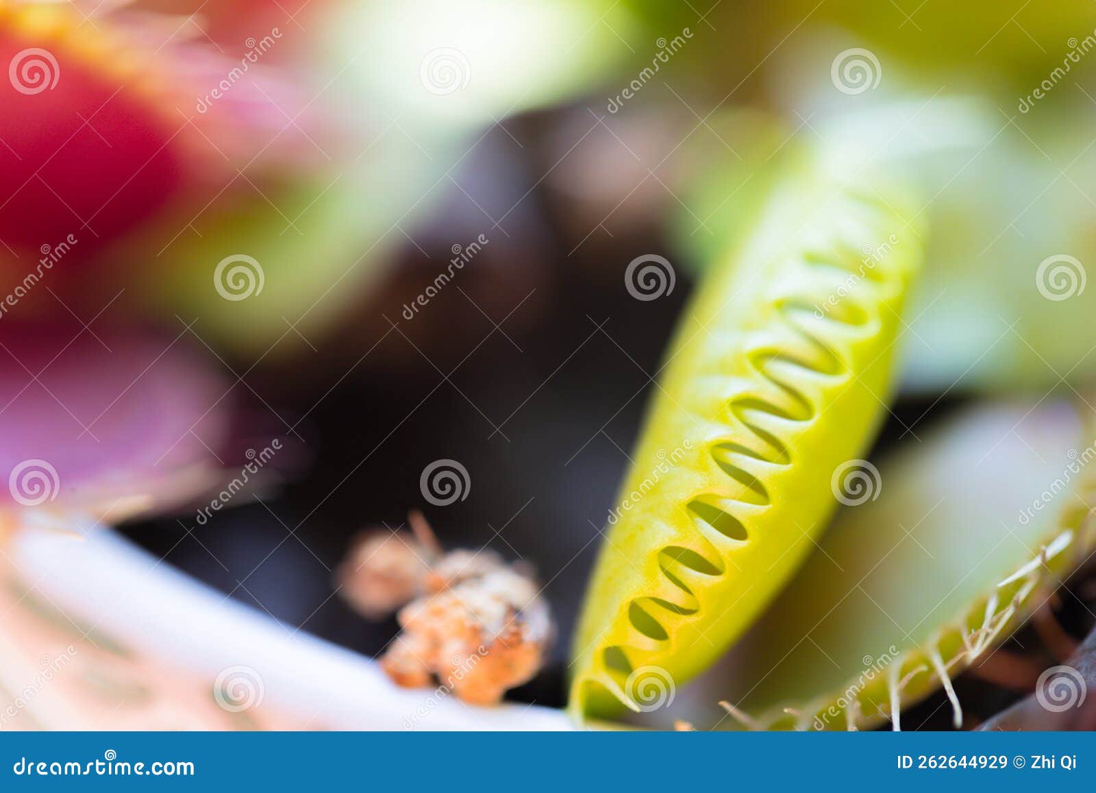 Venus fly plant stock image. Image of beautiful, venus - 262644929