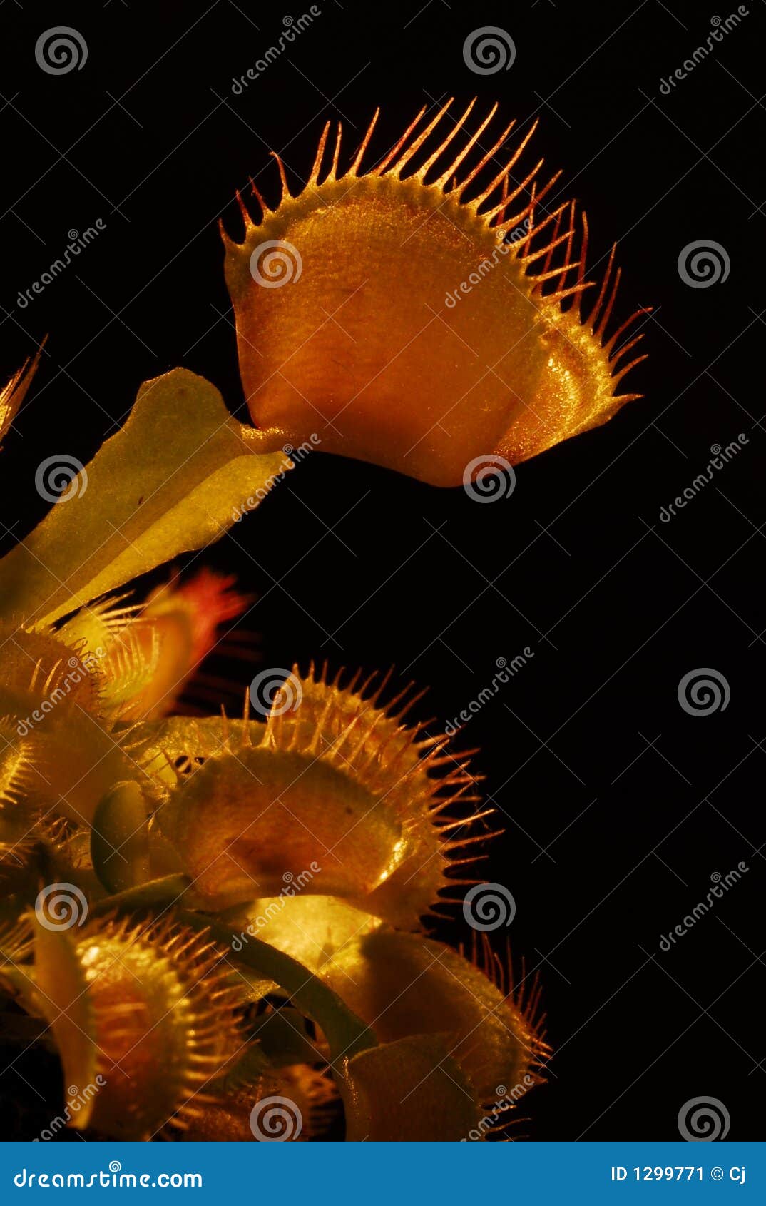 Venus Fly Trap Royalty-Free Stock Photo | CartoonDealer.com #1299771