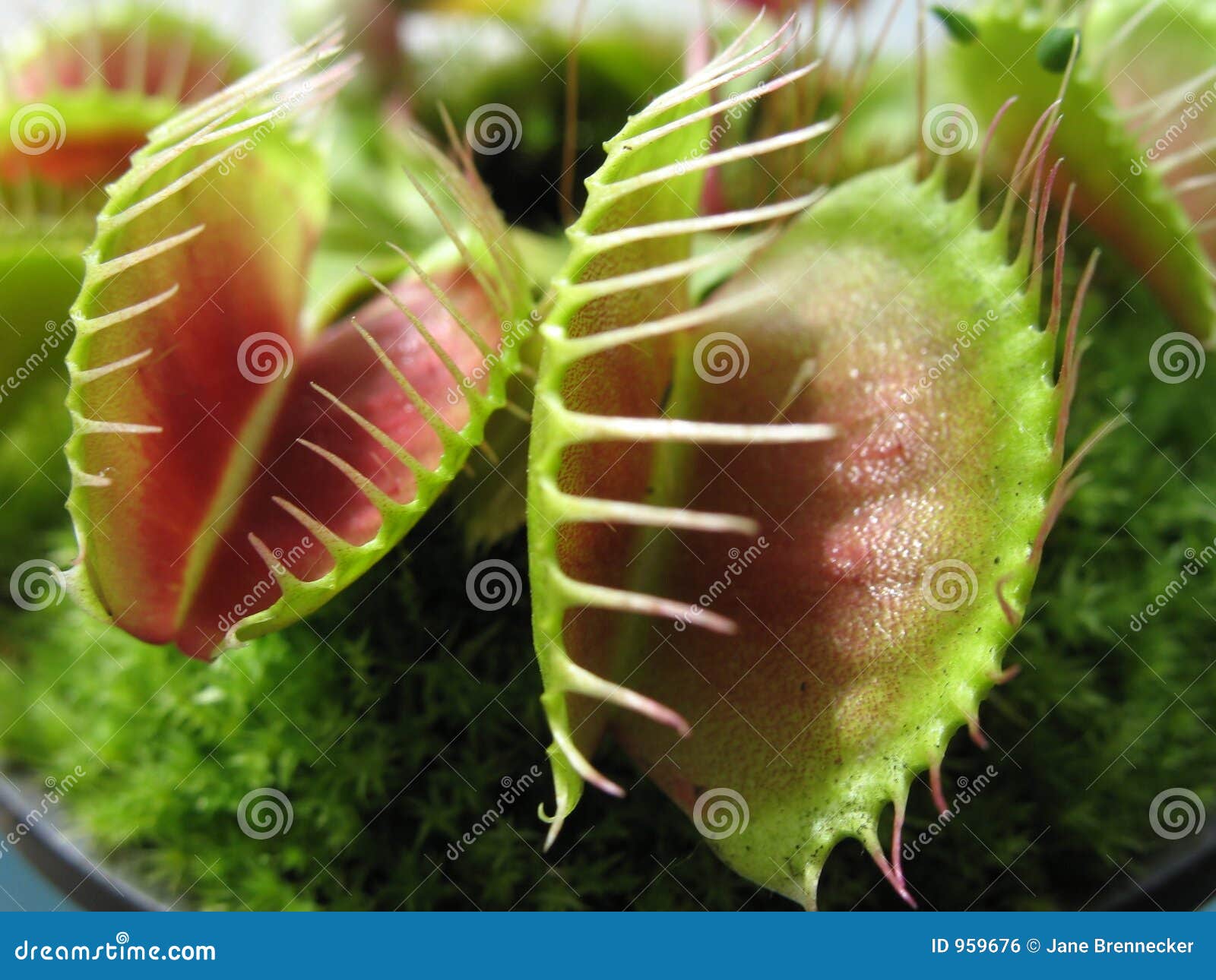 Venus Fly Trap stock photo. Image of plant, trap, dionaea - 959676