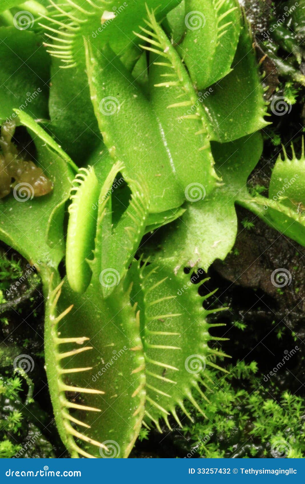 Venus Fly Trap stock photo. Image of swamp, trap, marsh - 33257432