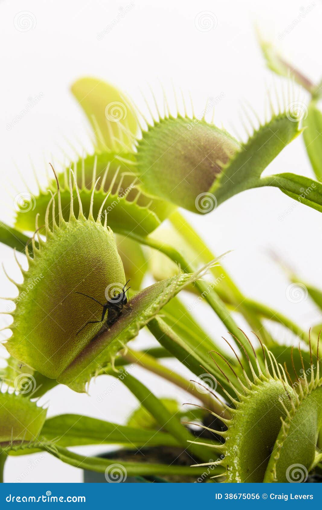 Venus Fly Trap stock photo. Image of caught, nature, insecticide - 38675056