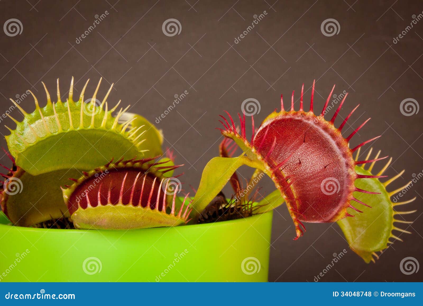 Venus Fly Trap Close Up Stock Image | CartoonDealer.com #38674927