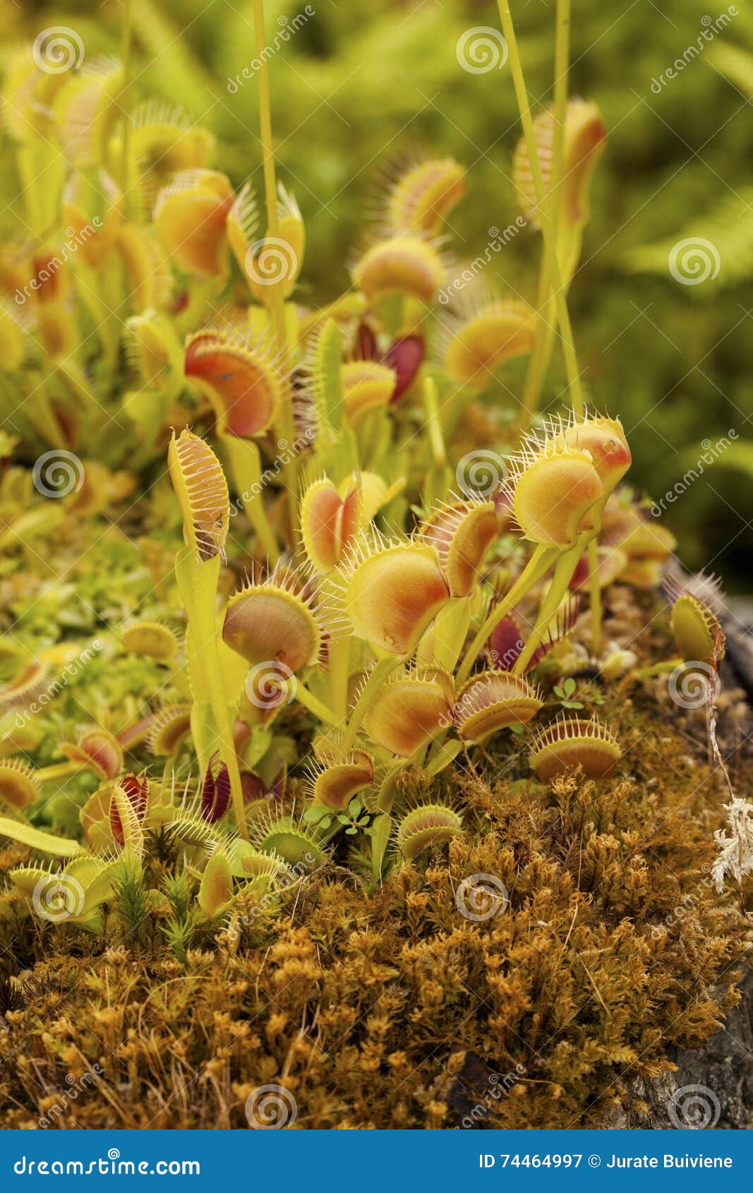 Venus Flytrap Eating Frog