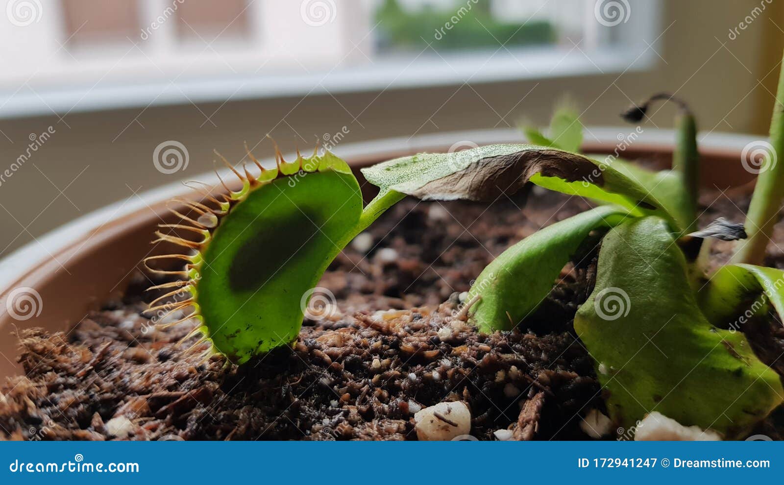 Venus fly trap with prey stock image. Image of botanical - 172941247