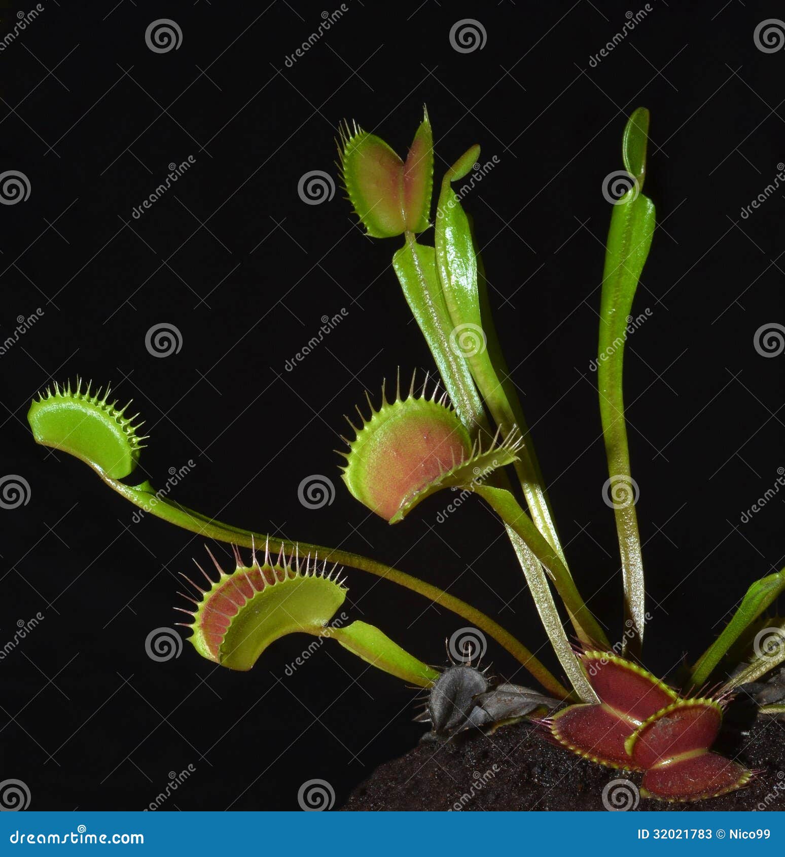 Venus fly trap stock image. Image of background, marshes - 32021783