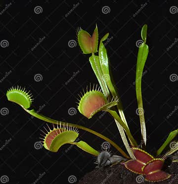 Venus fly trap stock image. Image of background, marshes - 32021783