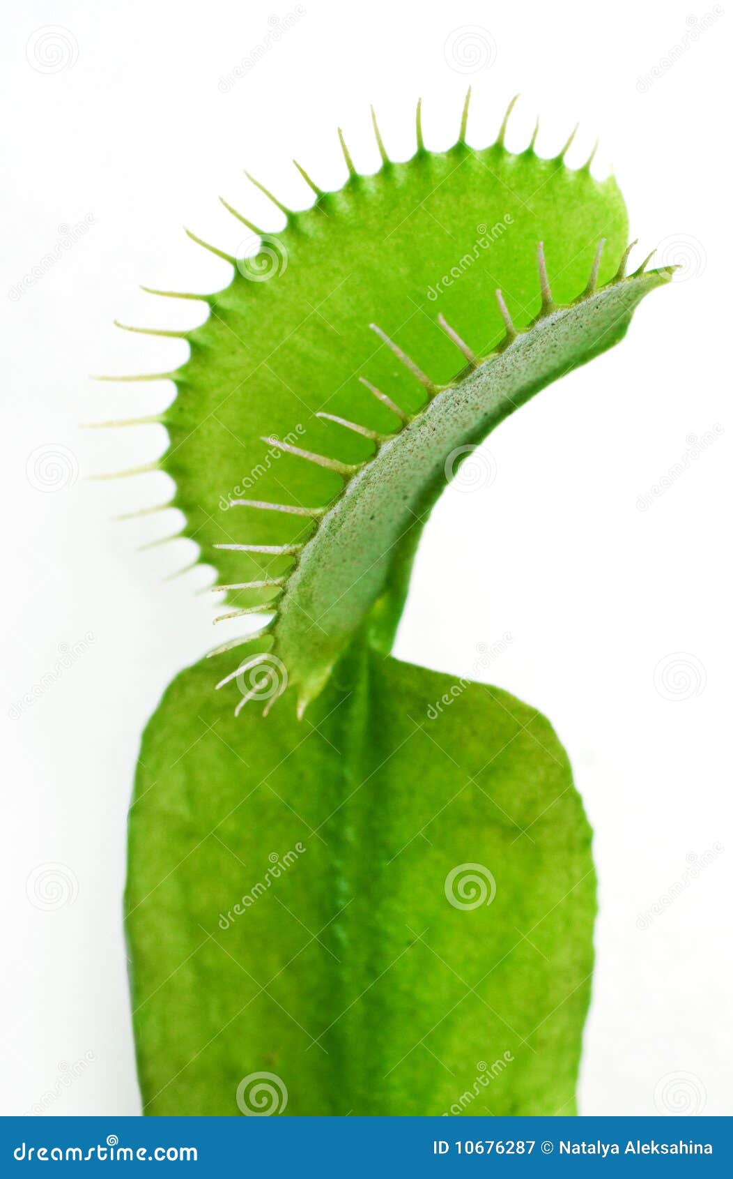 Venus Flytrap - Carnivorous Plant Stock Photo | CartoonDealer.com #10391970