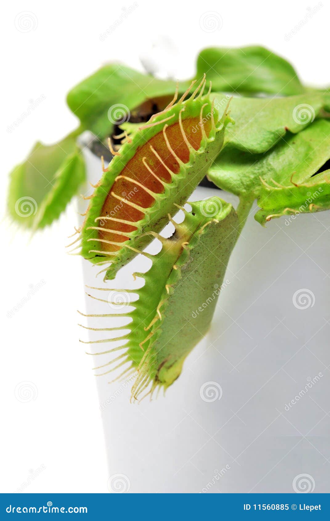 Venus flytrap stock image. Image of isolated, white, insect - 11560885