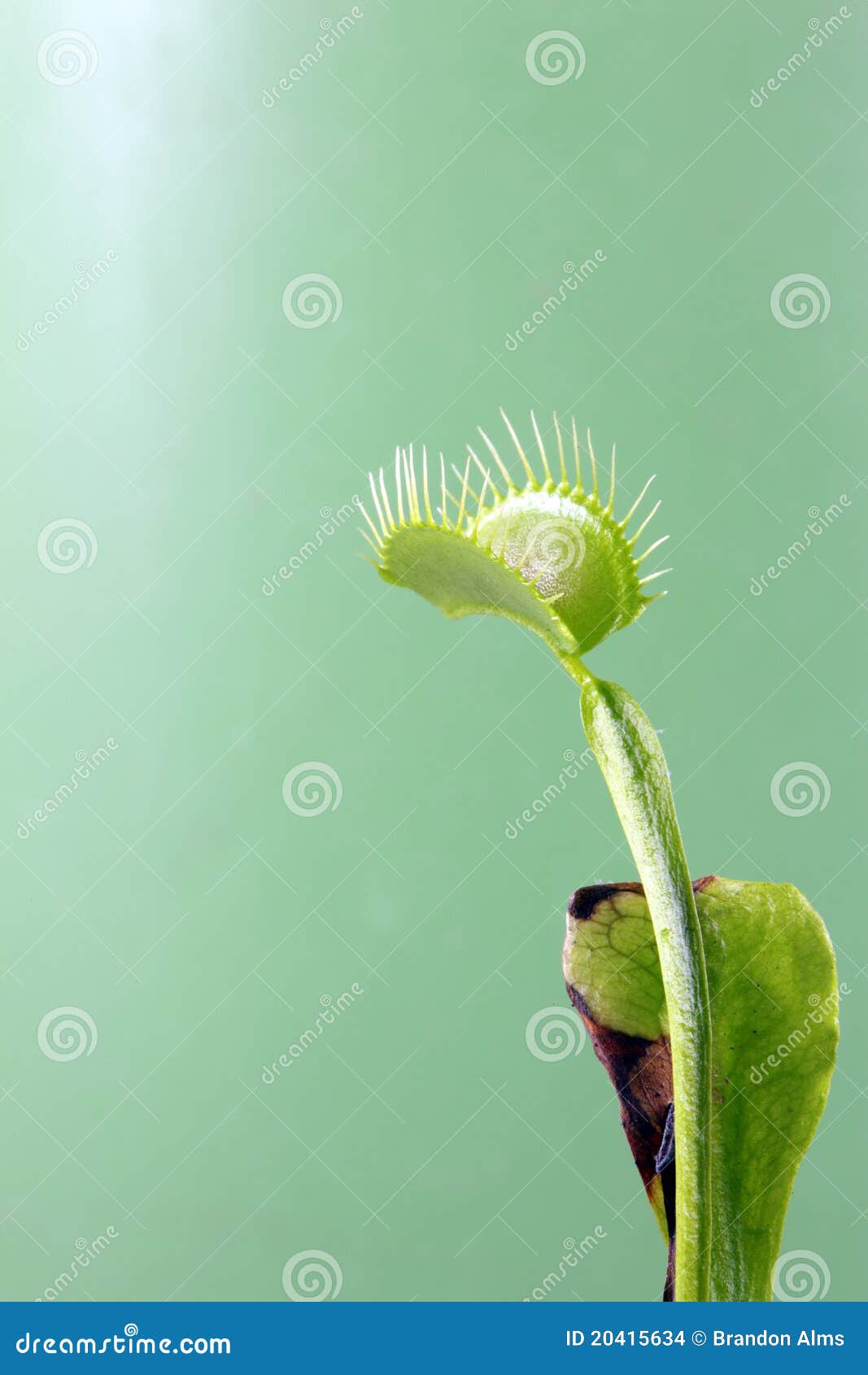 Venus Flytrap stock photo. Image of nature, vertical - 20415634