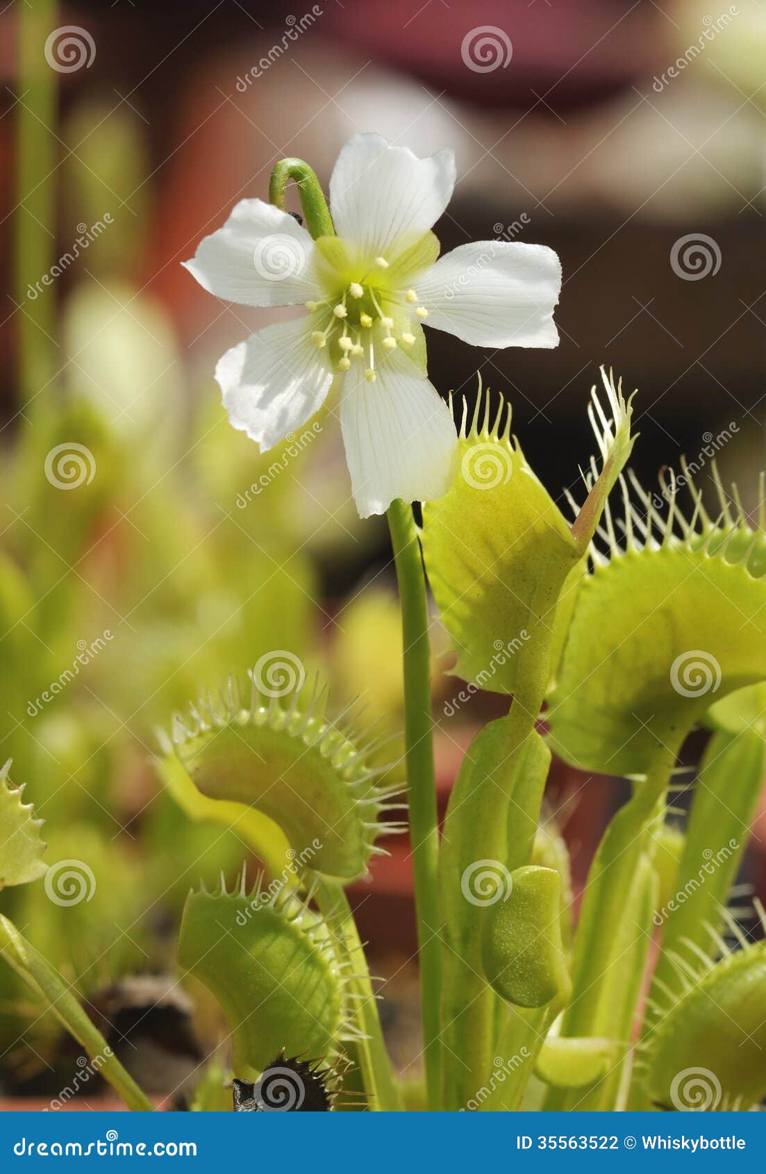 Venus Flytrap Flower