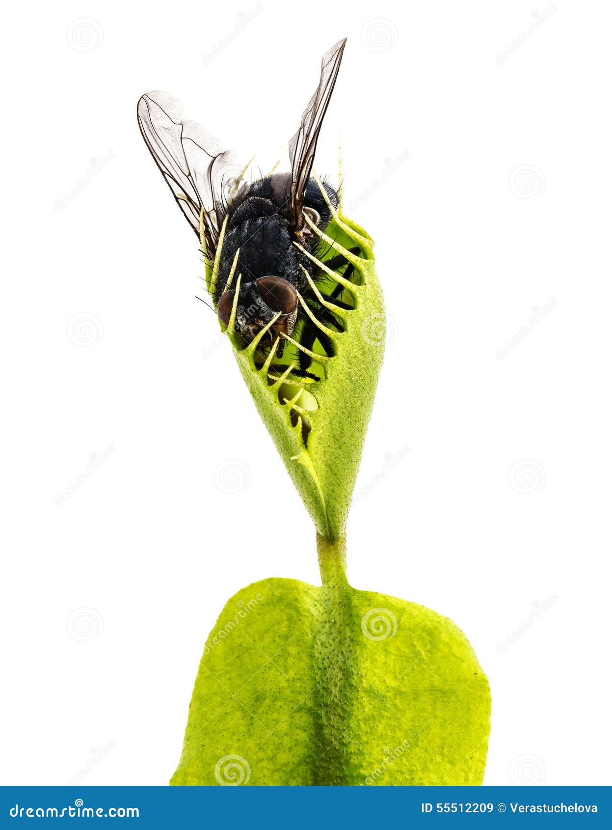 Venus Fly Trap Close Up Stock Image | CartoonDealer.com #38674927