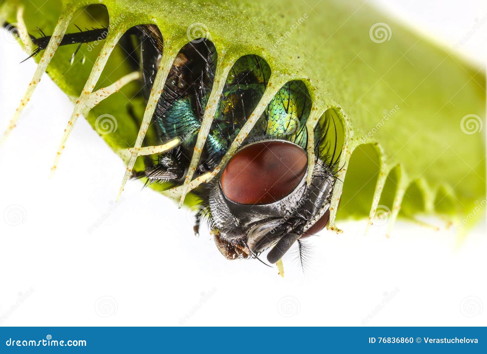 Venus Flytrap - Dionaea Muscipula Stock Photo - Image of flora, caged ...