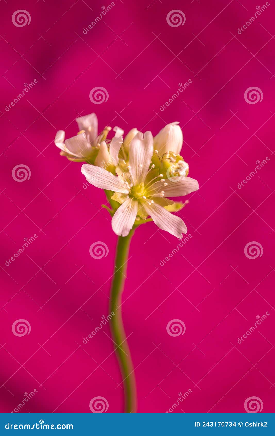 Venus Flytrap Flower in Bloom Stock Photo - Image of copy, close: 243170734