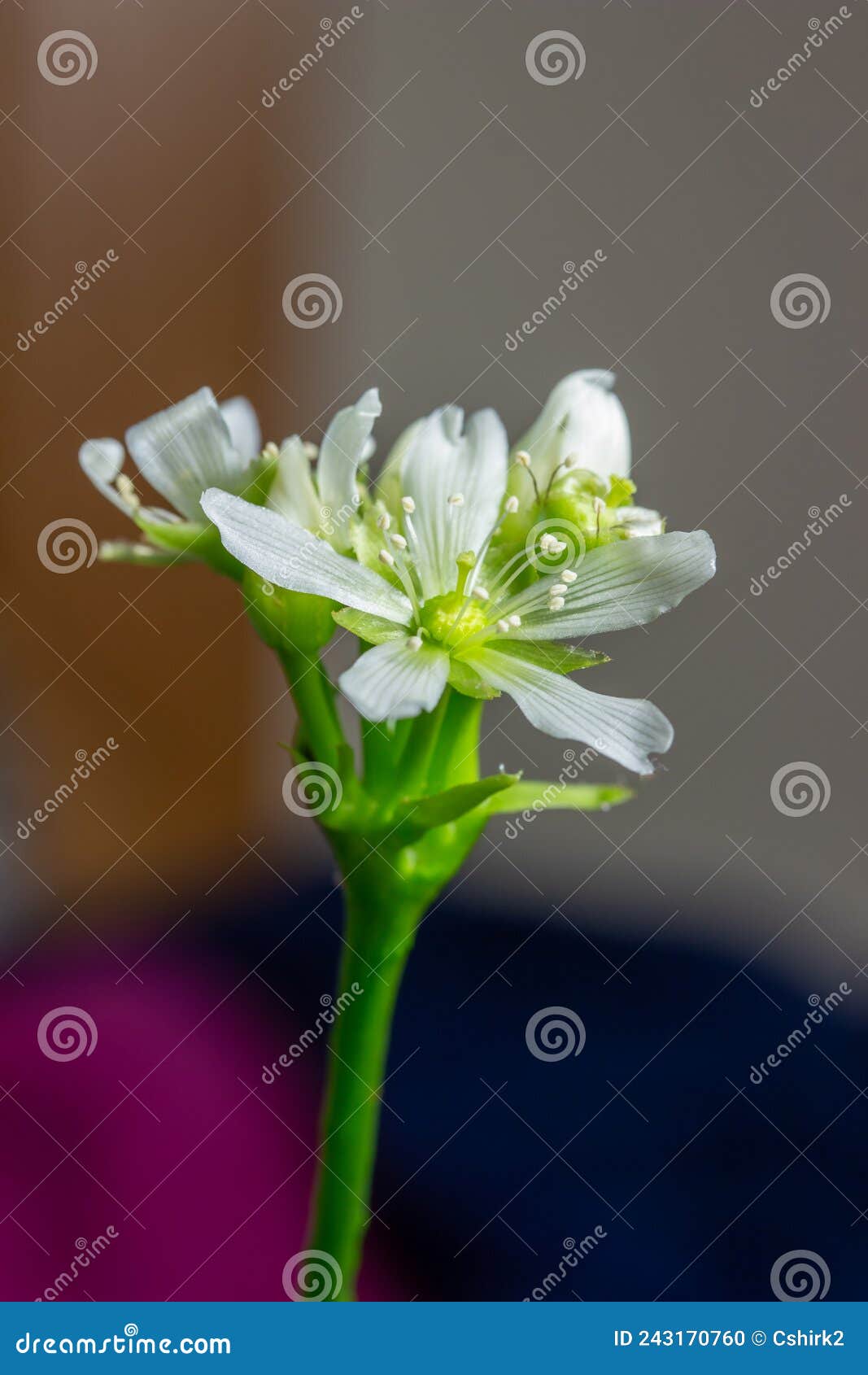 Venus Flytrap Flower in Bloom Stock Photo - Image of buds, closeup ...