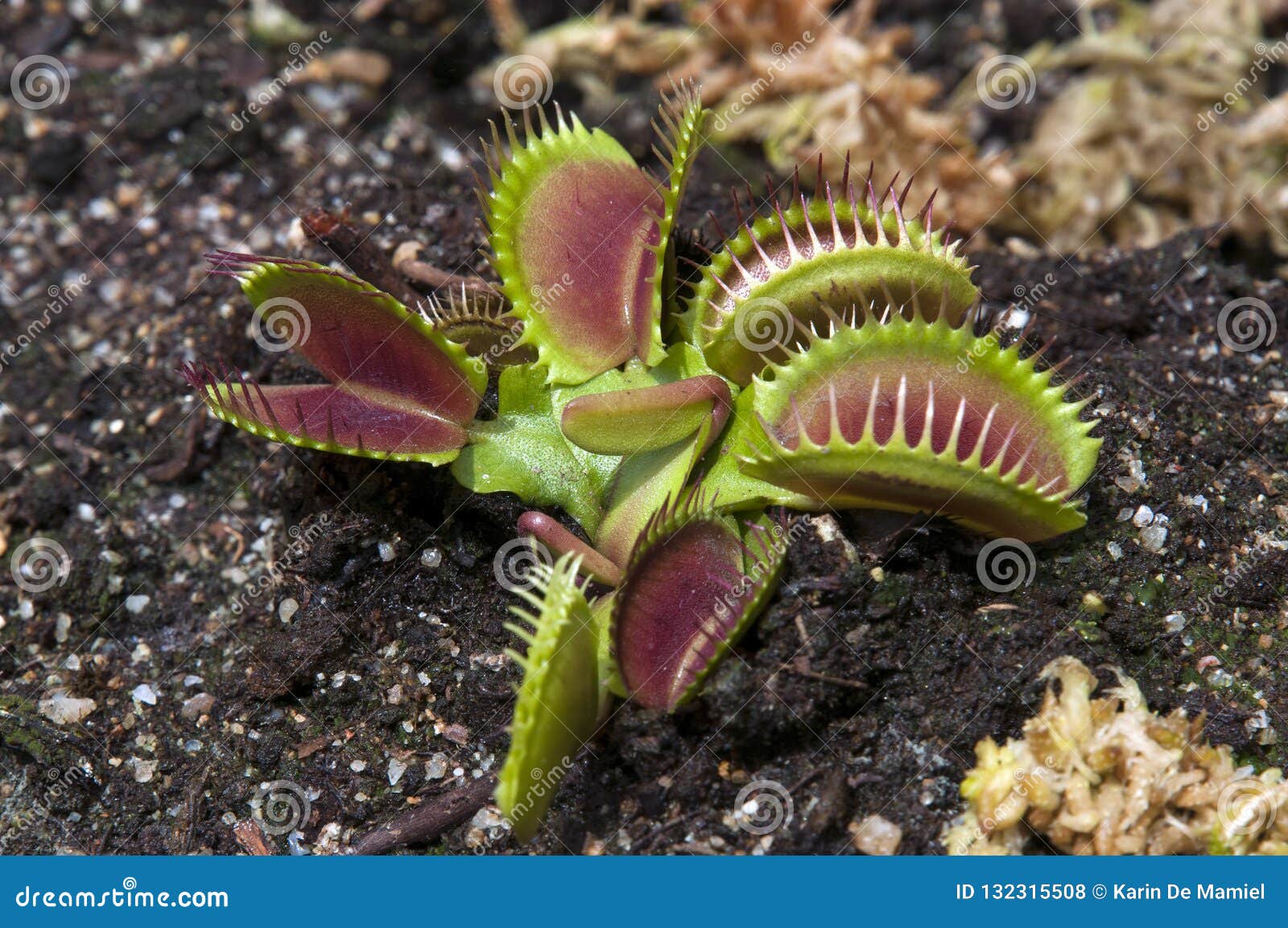Venus Flytrap in Garden Bed Stock Photo - Image of flower, park: 132315508