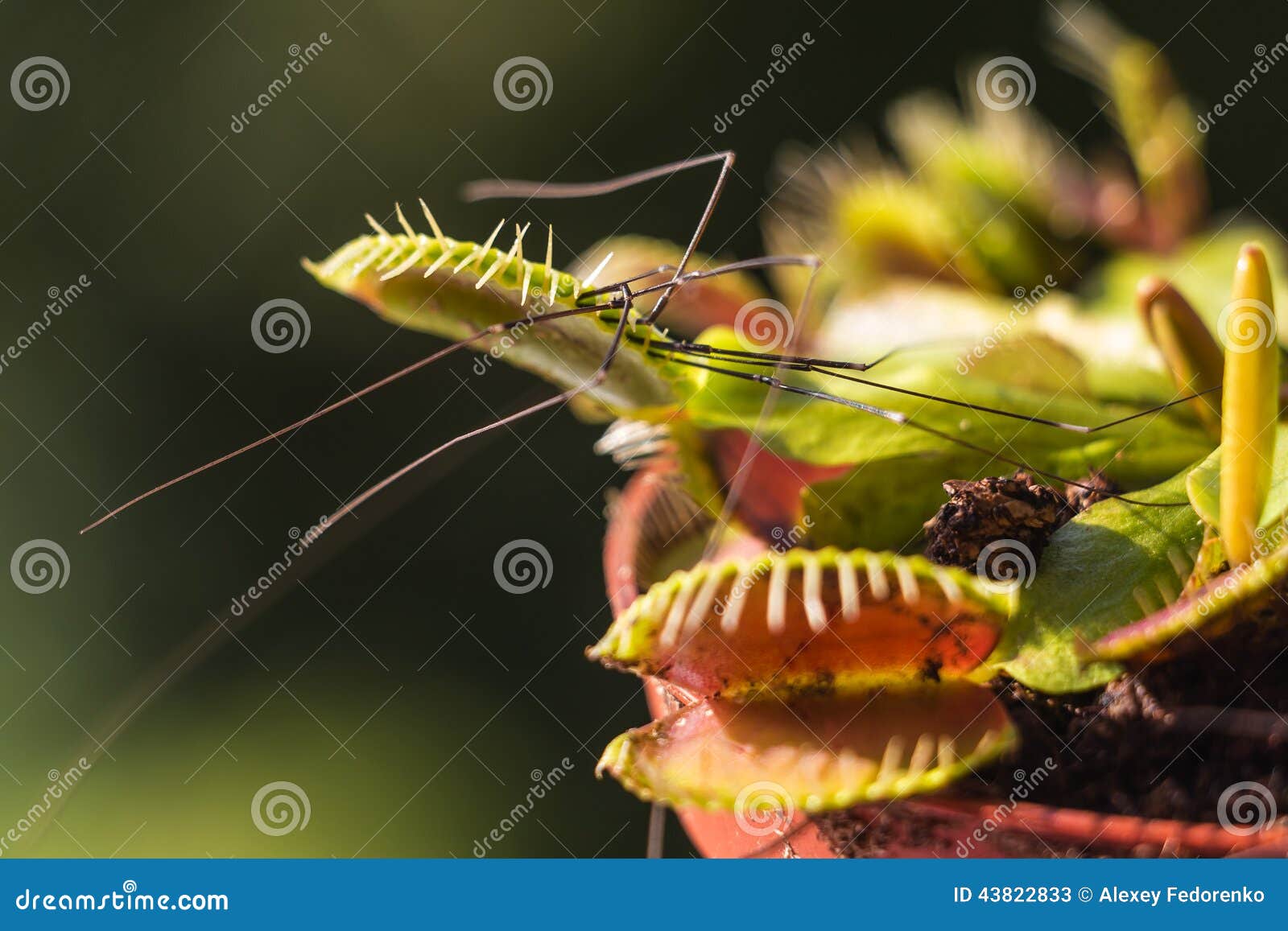 Venus Flytrap Eating A Spider