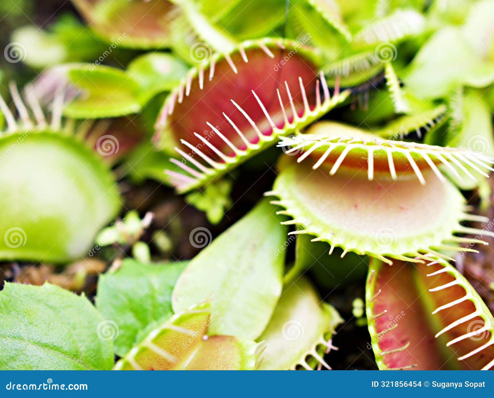 Insectivorous Plants Royalty-Free Stock Image | CartoonDealer.com #98858632