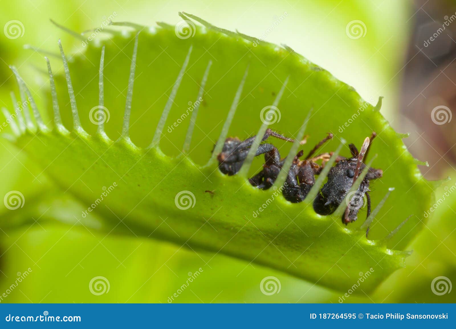 Venus Flytrap Leaf Eating Fly Stock Image - Image of hymenoptera, food ...
