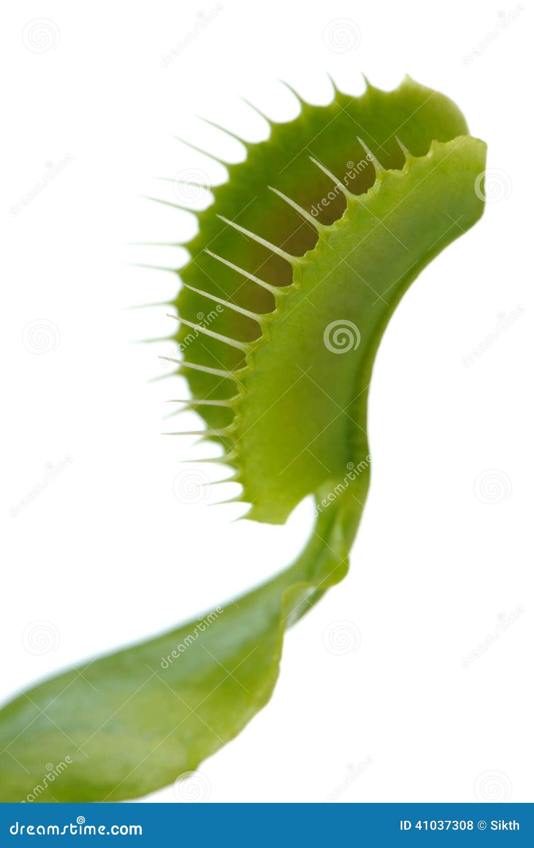 Venus Flytrap Leaf Trap on White Background Stock Photo - Image of ...