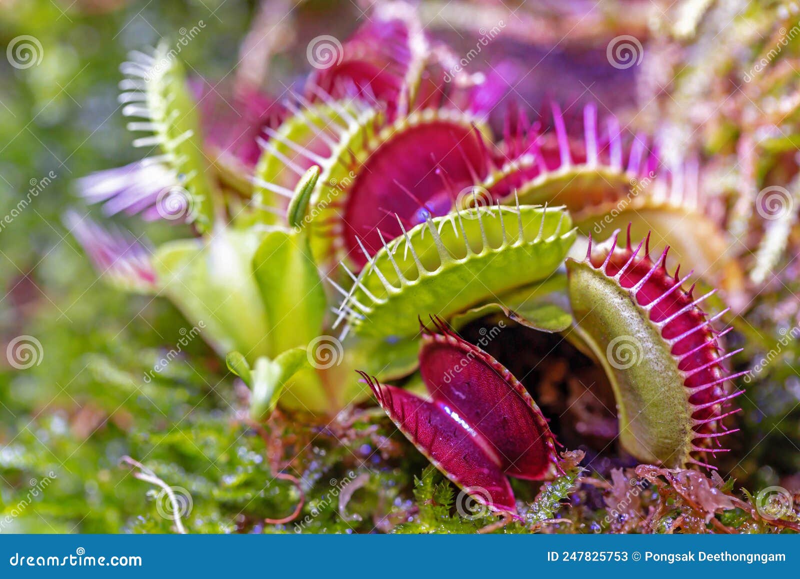 Venus flytrap plant stock image. Image of leaves, flower - 247825753