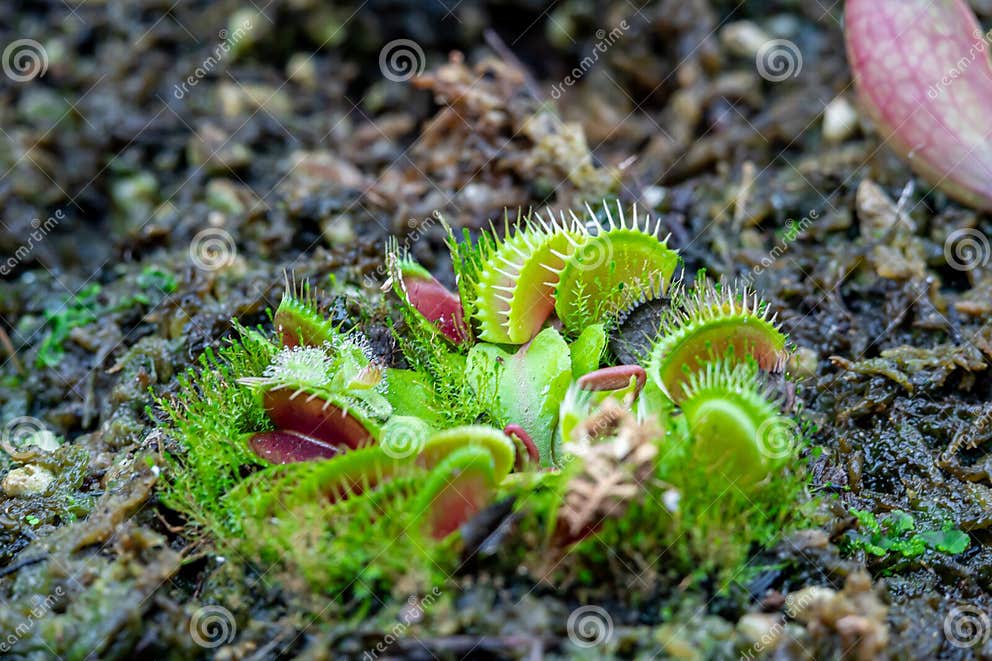 The Venus Flytrap Plant is One of the Decorations in Urban Forest Gardens Stock Image - Image of ...