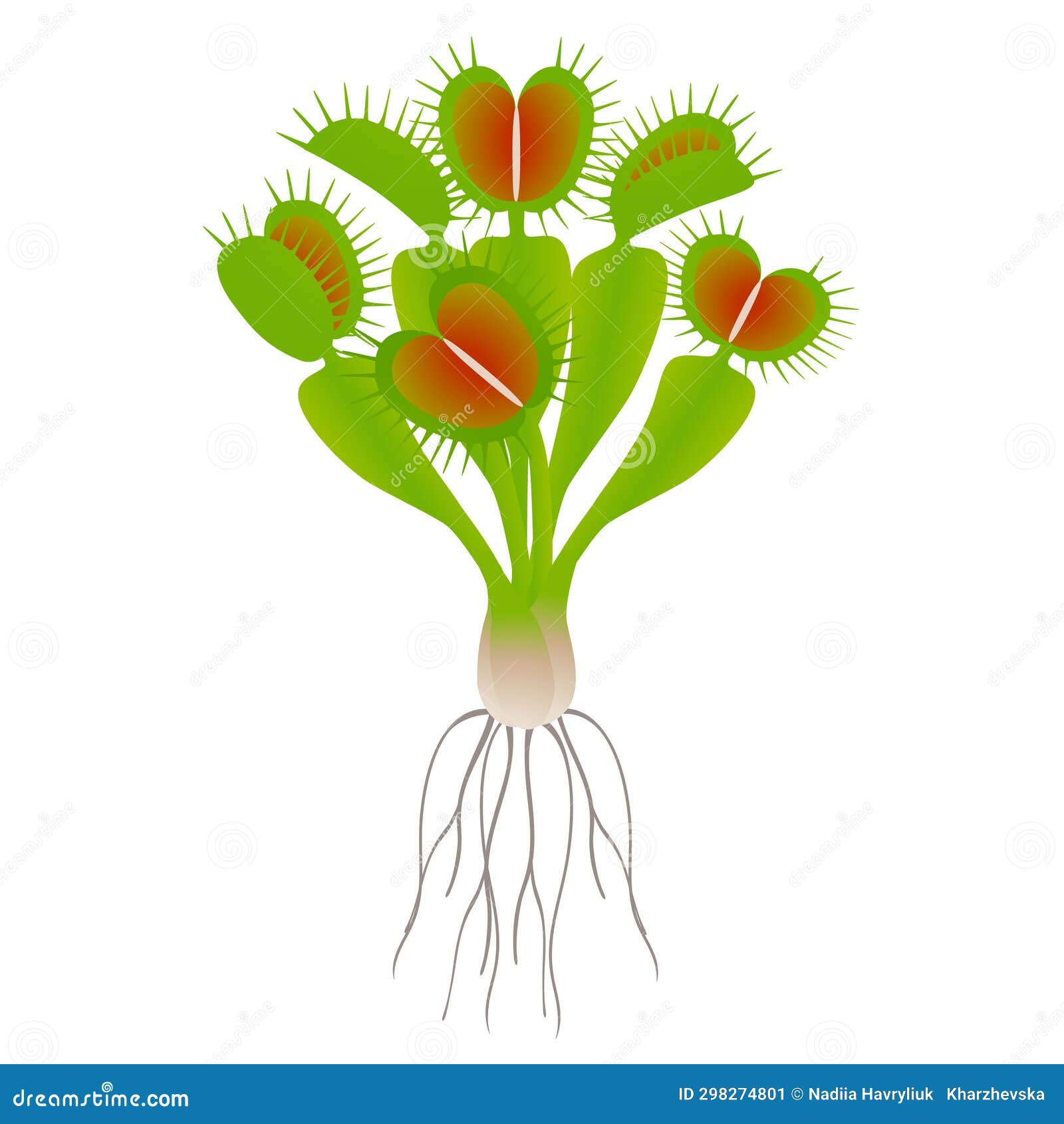 Venus Flytrap Plant with Roots on a White Background. 向量例证 - 插画 包括有 题头 ...