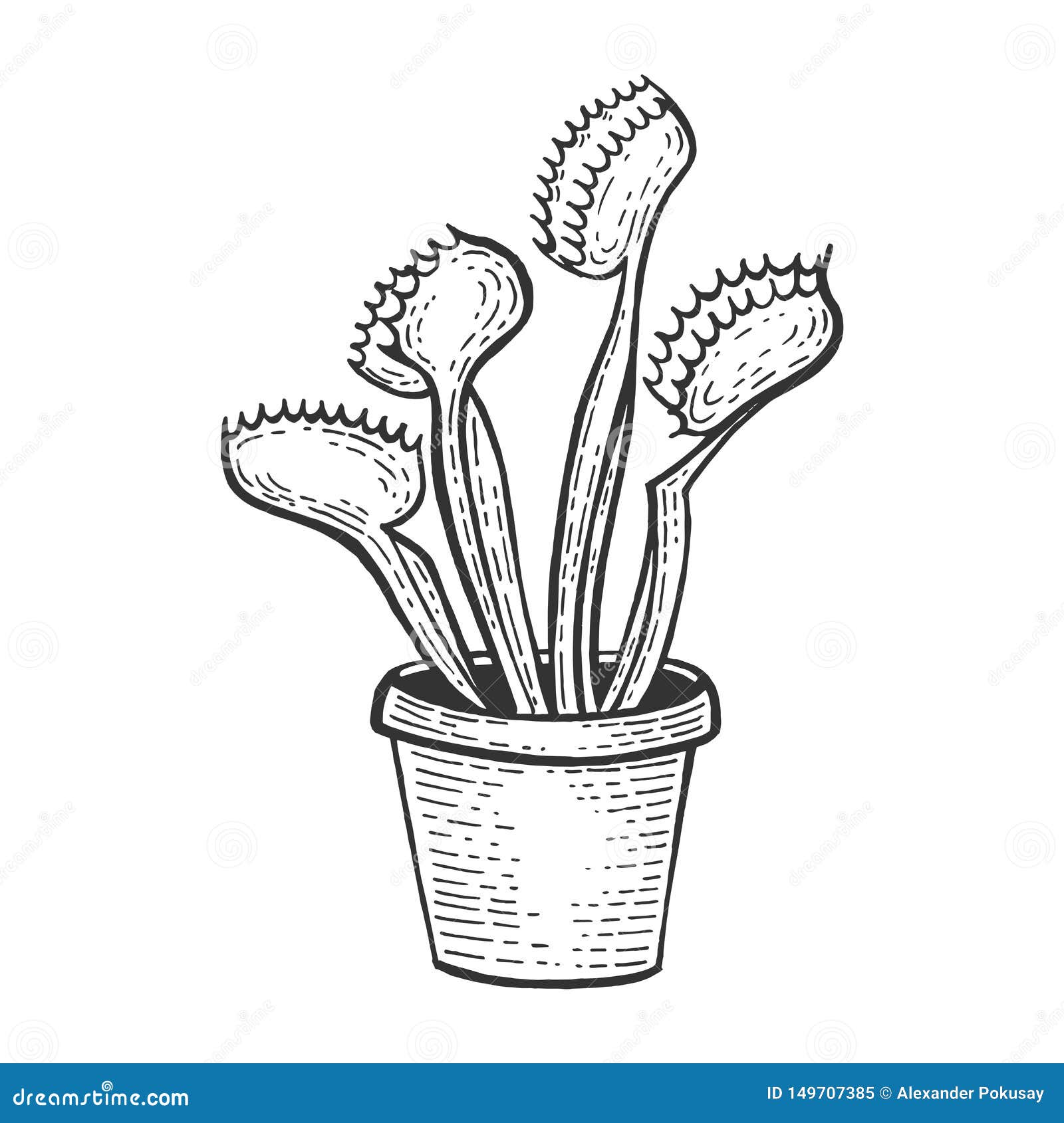 Venus Flytrap Plant Sketch Engraving Vector Stock Vector - Illustration ...