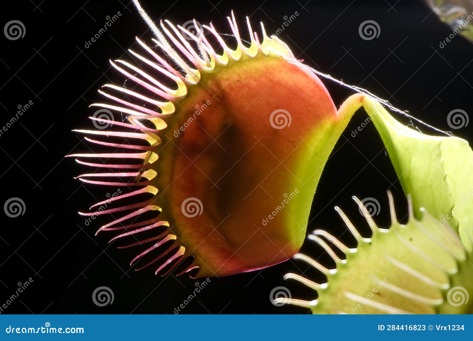 Venus Flytrap With Spider Inside. Dionaea Muscipula With Victim Caught ...