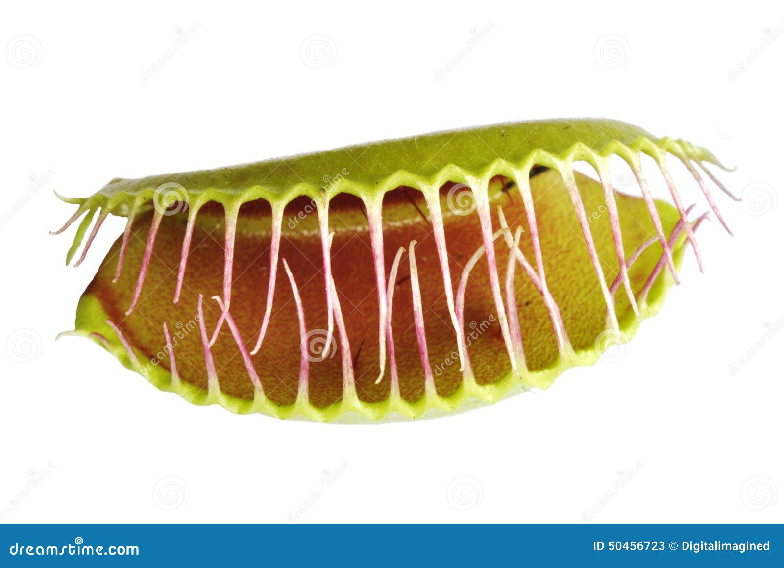 Venus flytrap stock image. Image of carolina, white, trap - 50456723