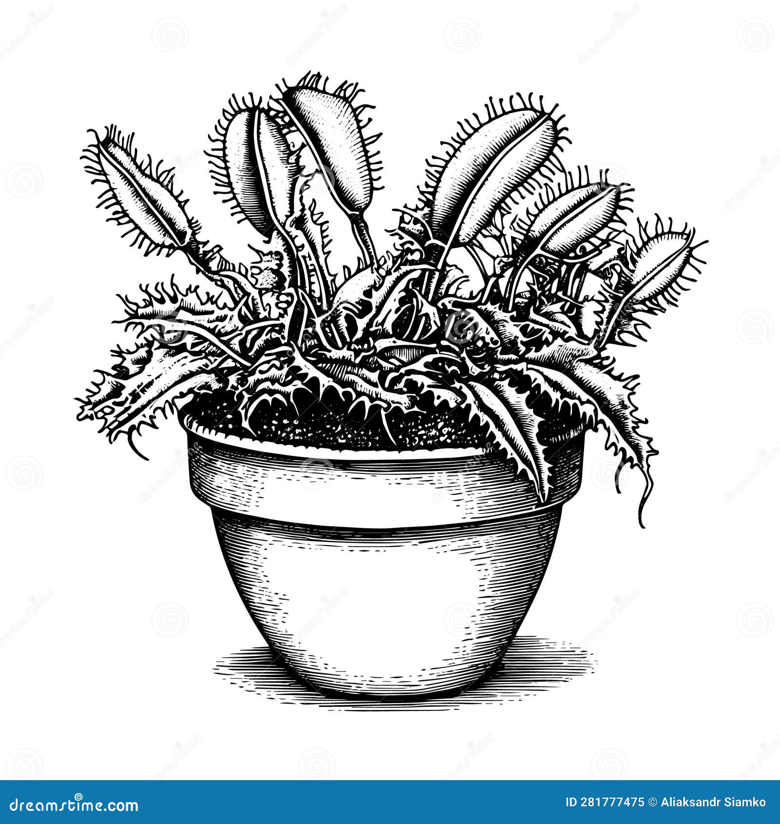 Venus Flytrap Vector Drawing. Isolated Hand Drawn, Engraved Style ...