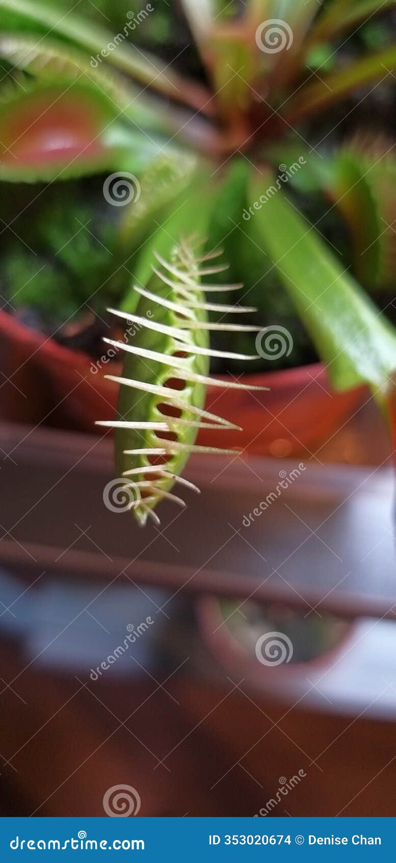 The Venus flytrap stock photo. Image of insect, tree - 353020674