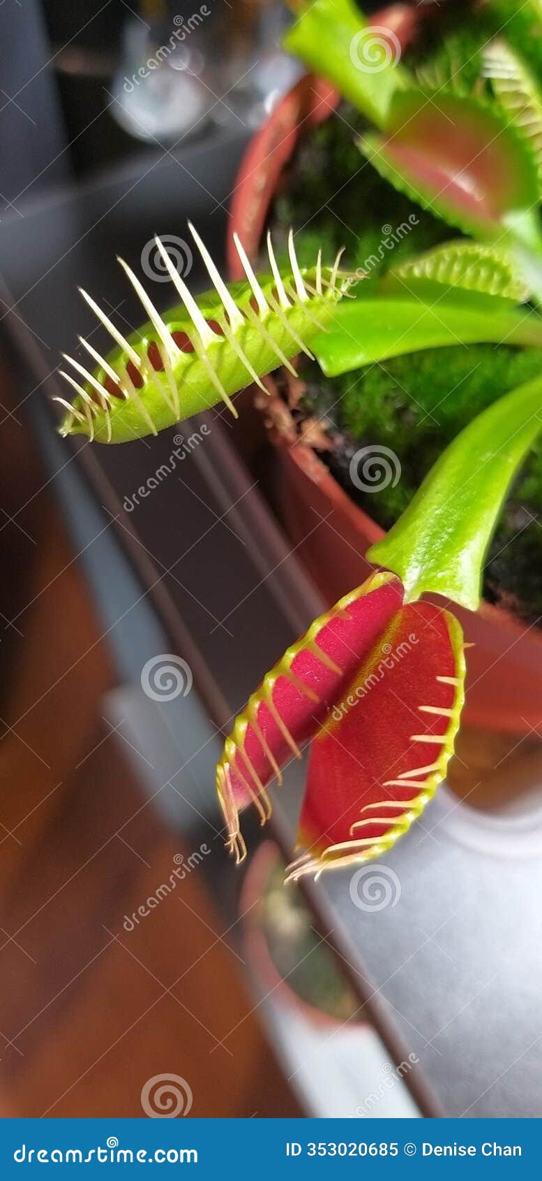 The Venus flytrap stock image. Image of leaf, pollen - 353020685