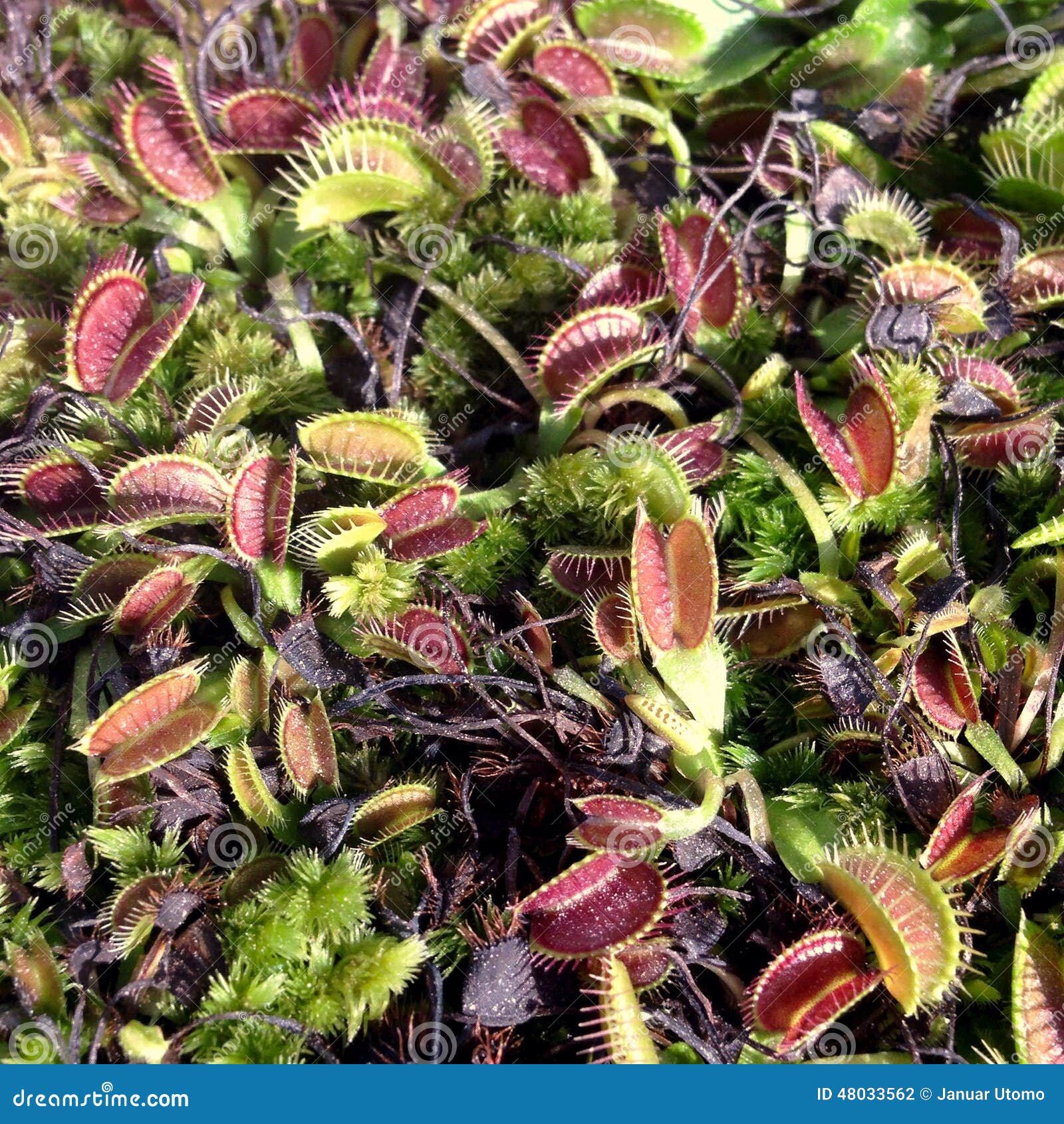 Venus flytraps stock photo. Image of dionaea, venus, flytraps - 48033562
