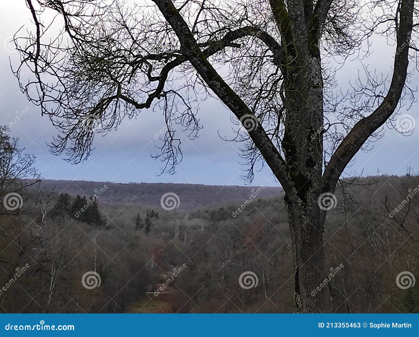Ver con árbol imagen de archivo. Imagen de yermo, flor - 213355463