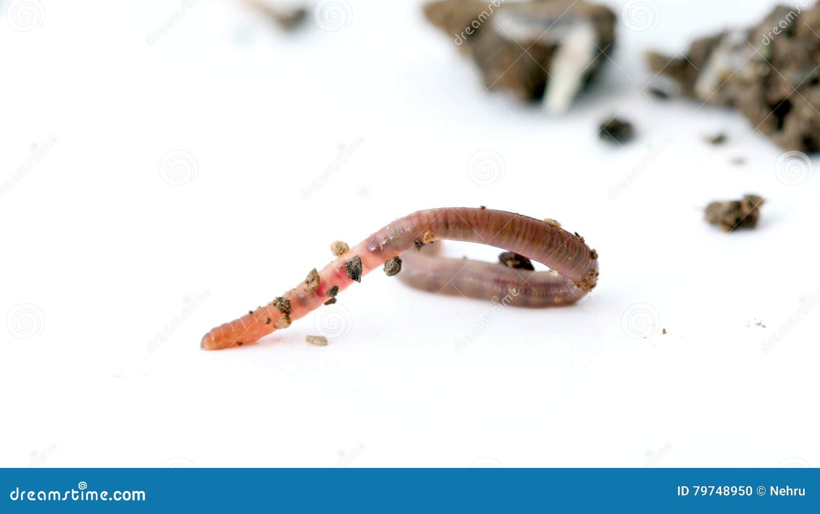 Ver De La Terre Sur Le Fond Blanc Photo stock - Image of rouge, fond ...