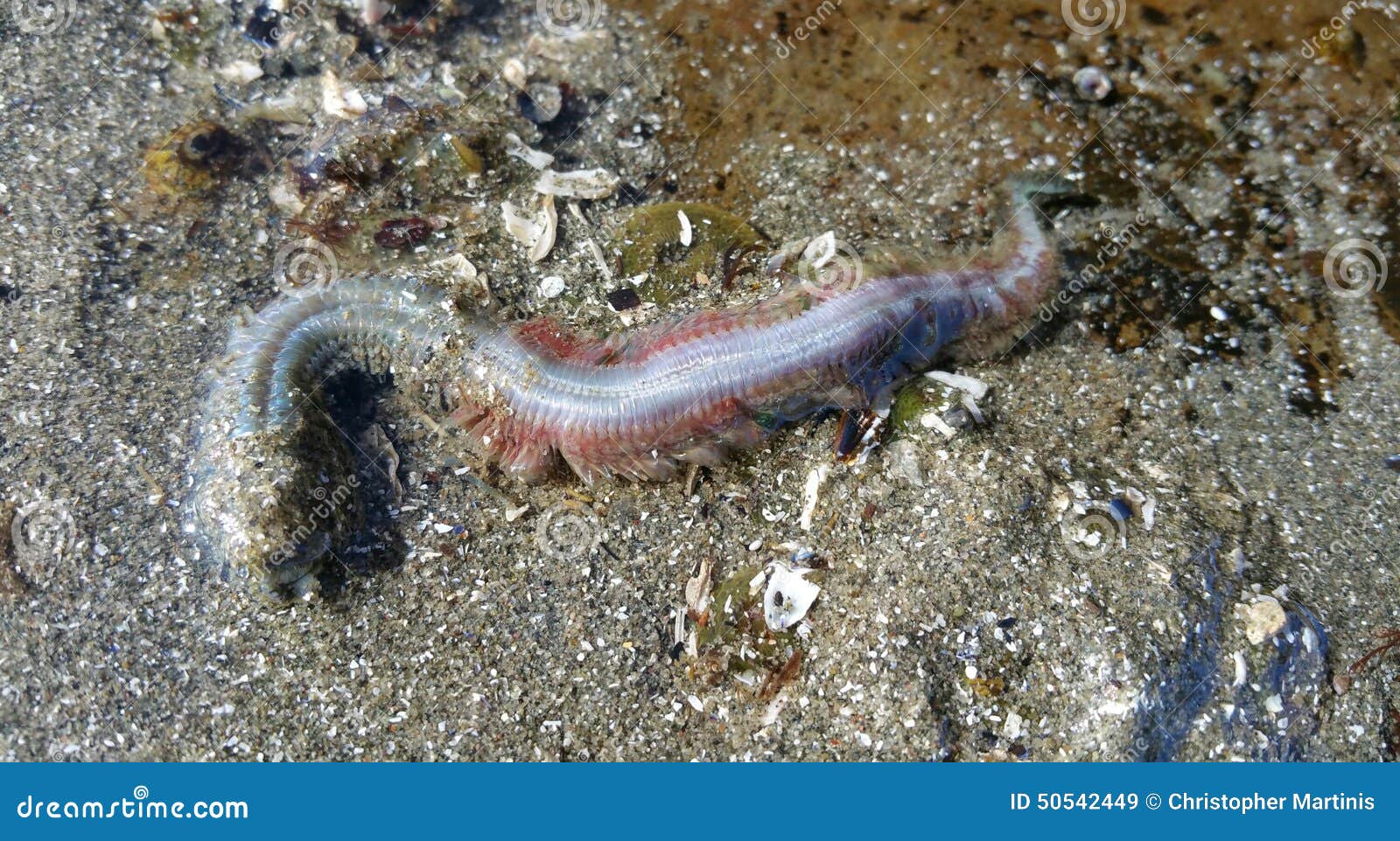 Ver de mer image stock. Image du plages, seattle, over - 50542449