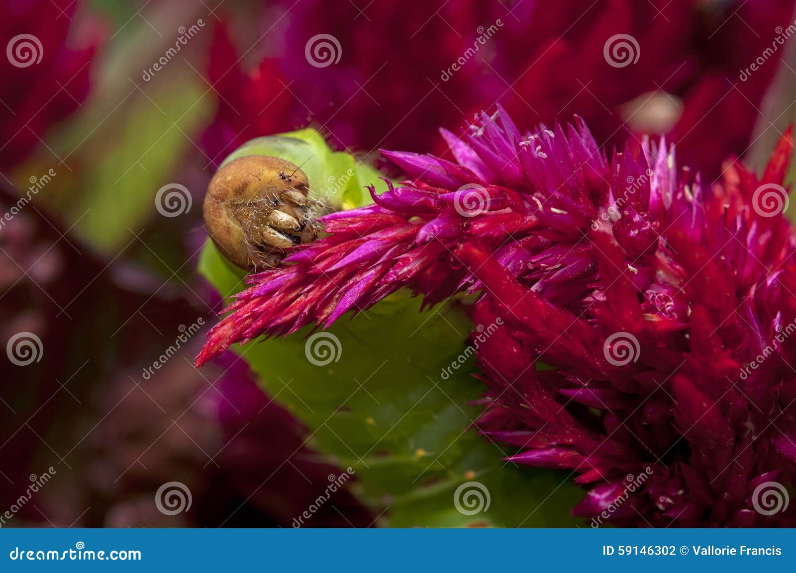 Ver De Mite De Polyphemus Sur Le Plumosa Rouge De Celosia Photo stock ...