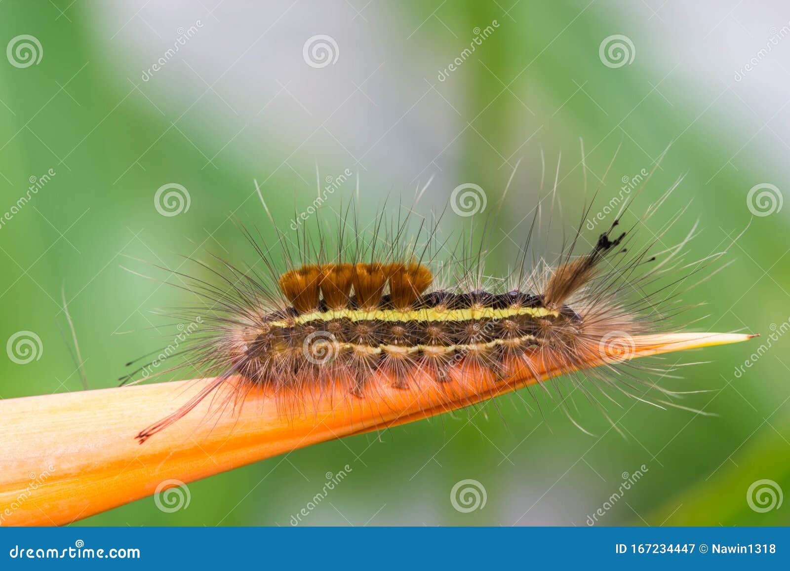 Ver De Papillons Sur La Branche Image stock - Image du chenilles ...