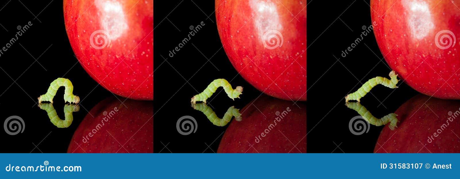 Ver De Parasite Une Collection De Pomme Image stock - Image du ...