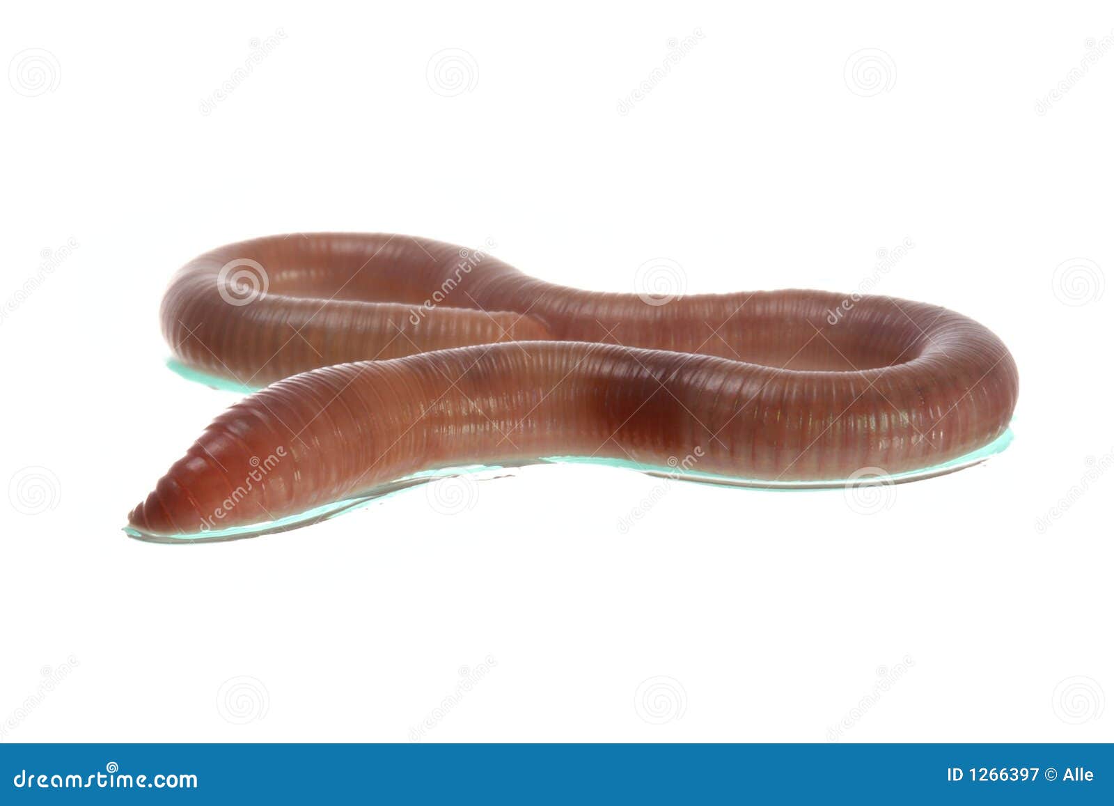 Ver de terre image stock. Image du animal, isolement, fond - 1266397