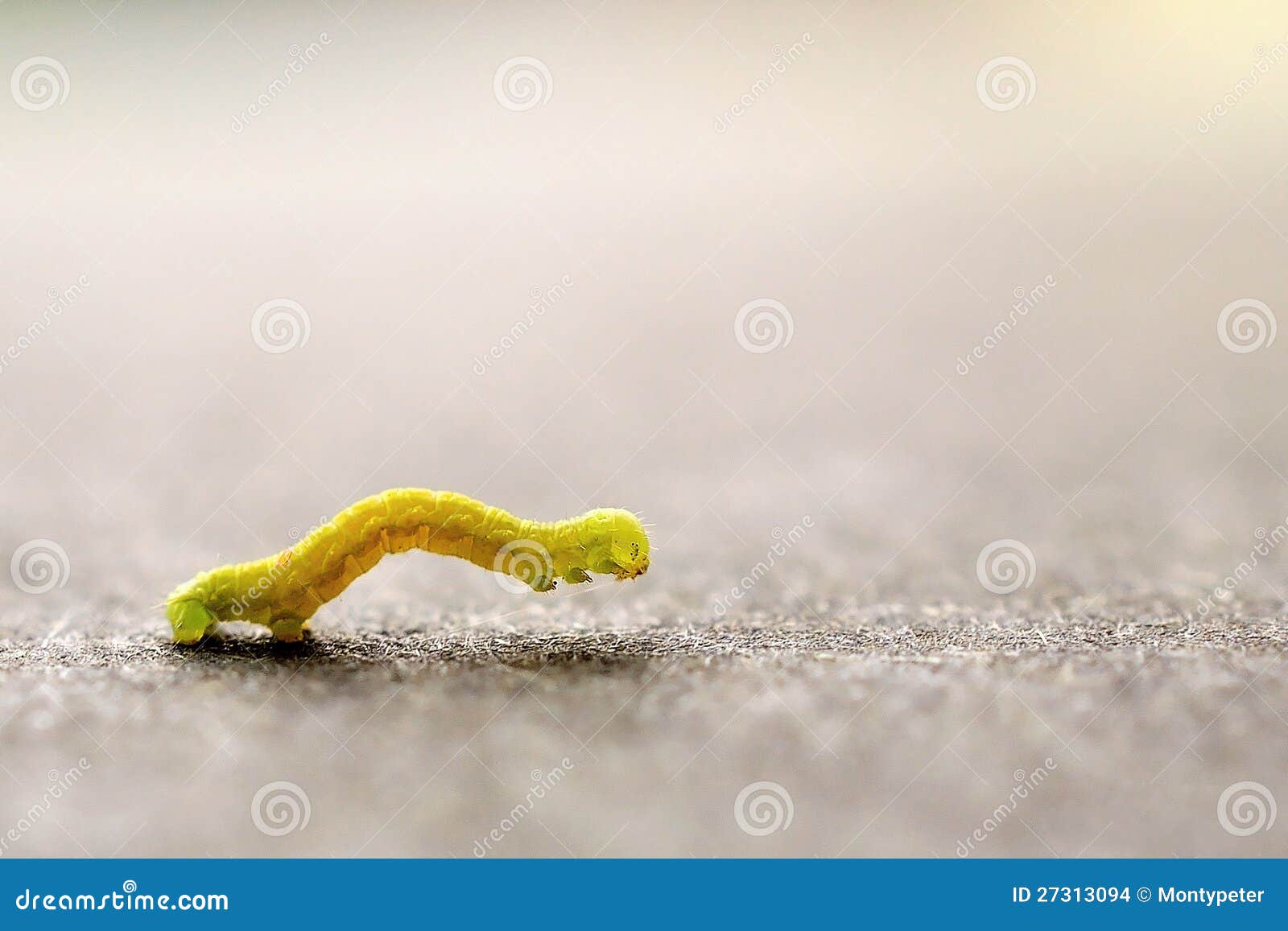 Images Petit Ver De Terre Mignon - Téléchargez 33 Photos libres de droits