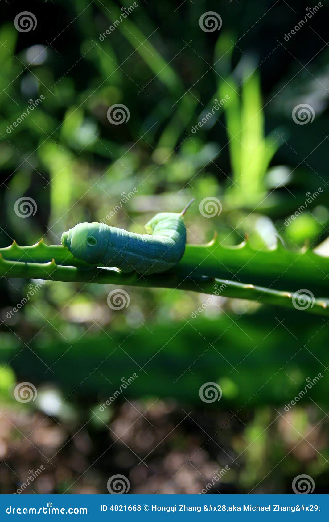 Ver de terre photo stock. Image du insecte, vert, rampement - 4021668