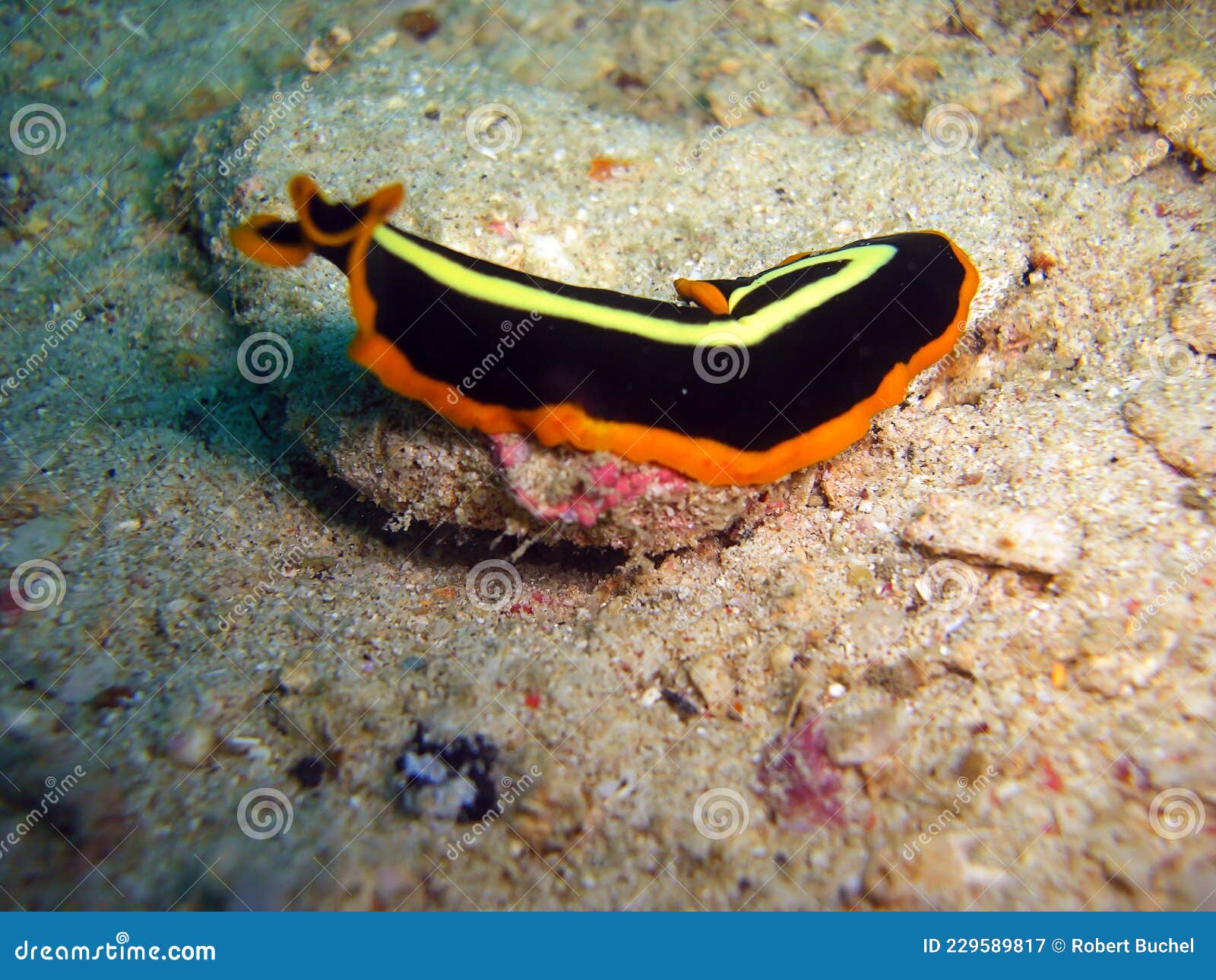 Ver De Terre Dans La Mer Filipino 24102011 Image stock - Image du ...