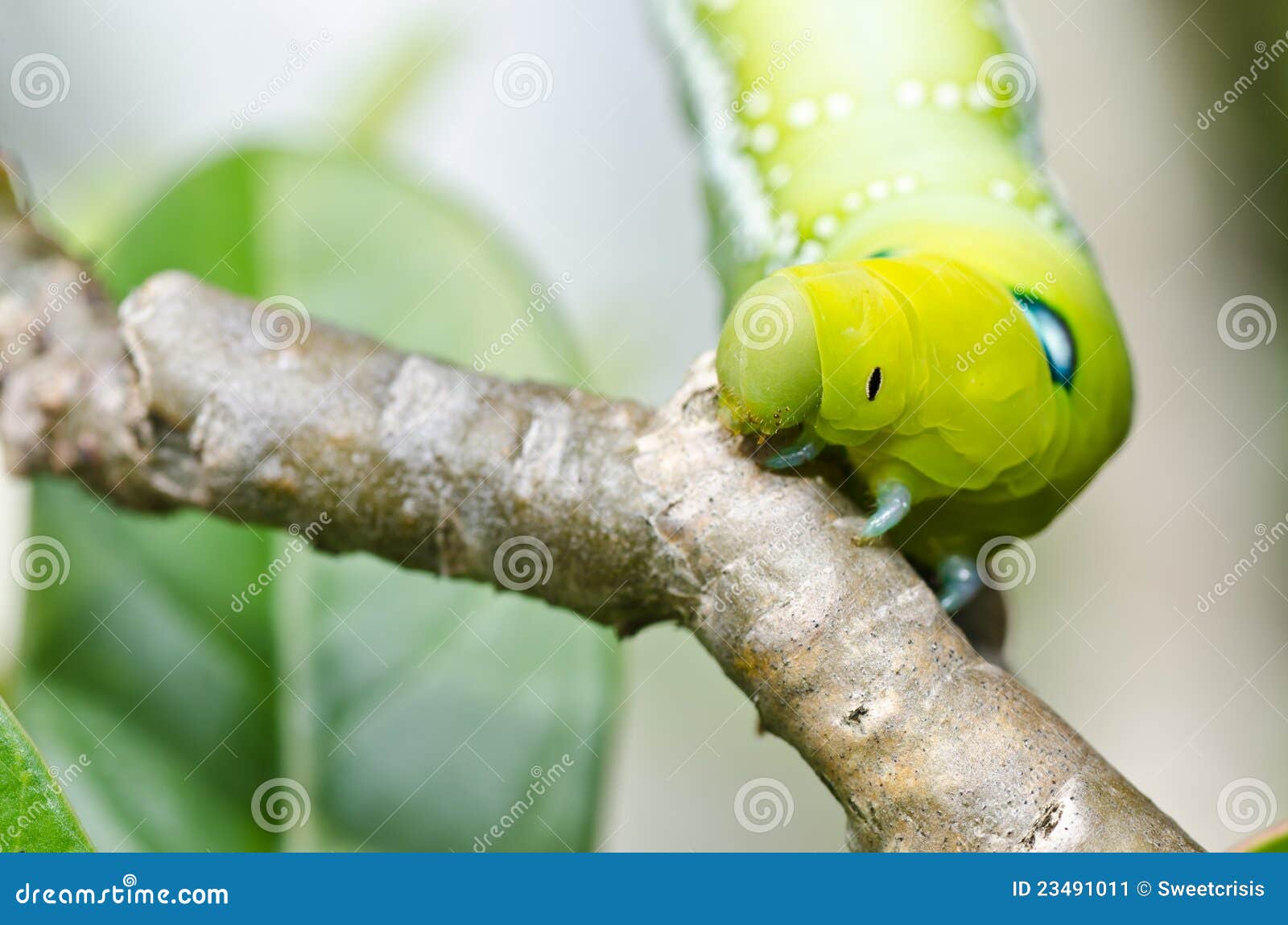 Ver De Terre En Nature Verte Image stock - Image du animal, nourriture ...