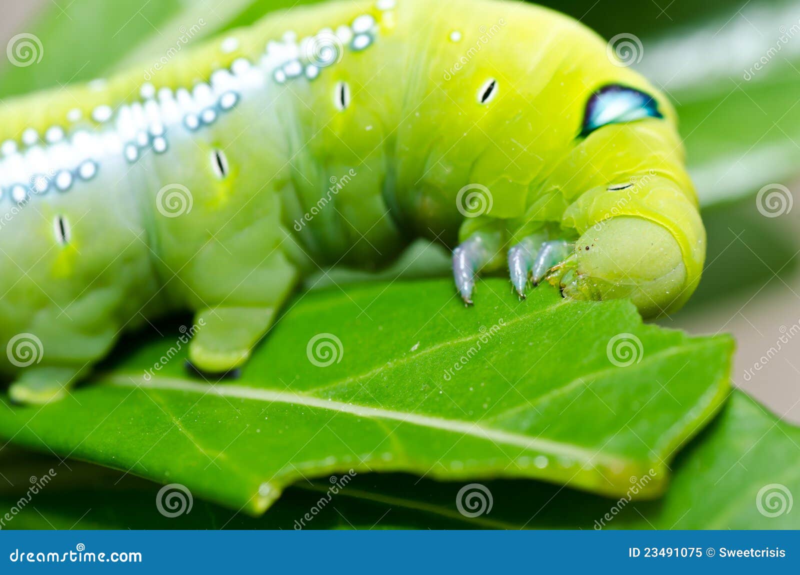 Ver De Terre En Nature Verte Image stock - Image du vert, environnement ...