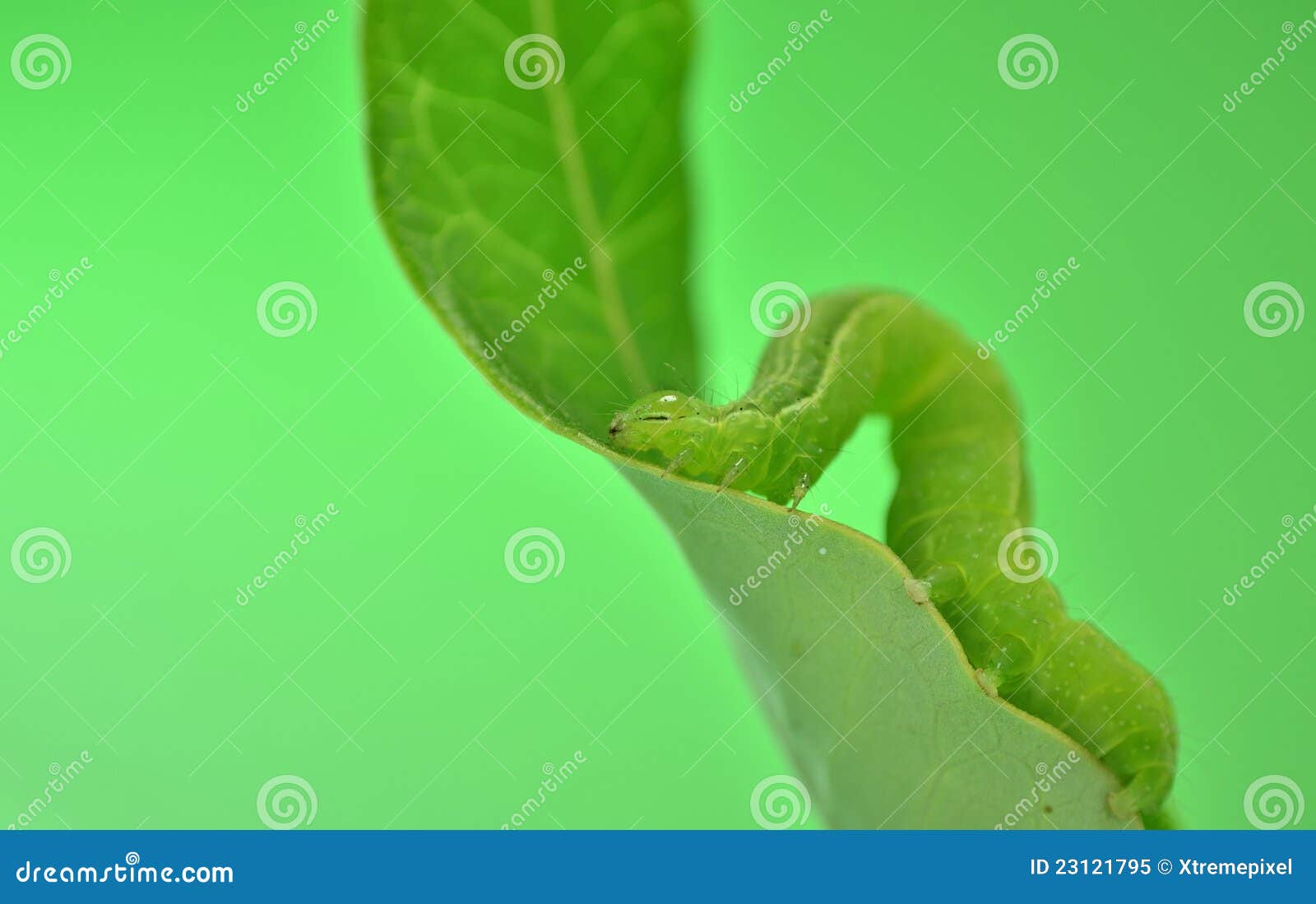 Ver de terre vert image stock. Image du mite, jardin - 23121795