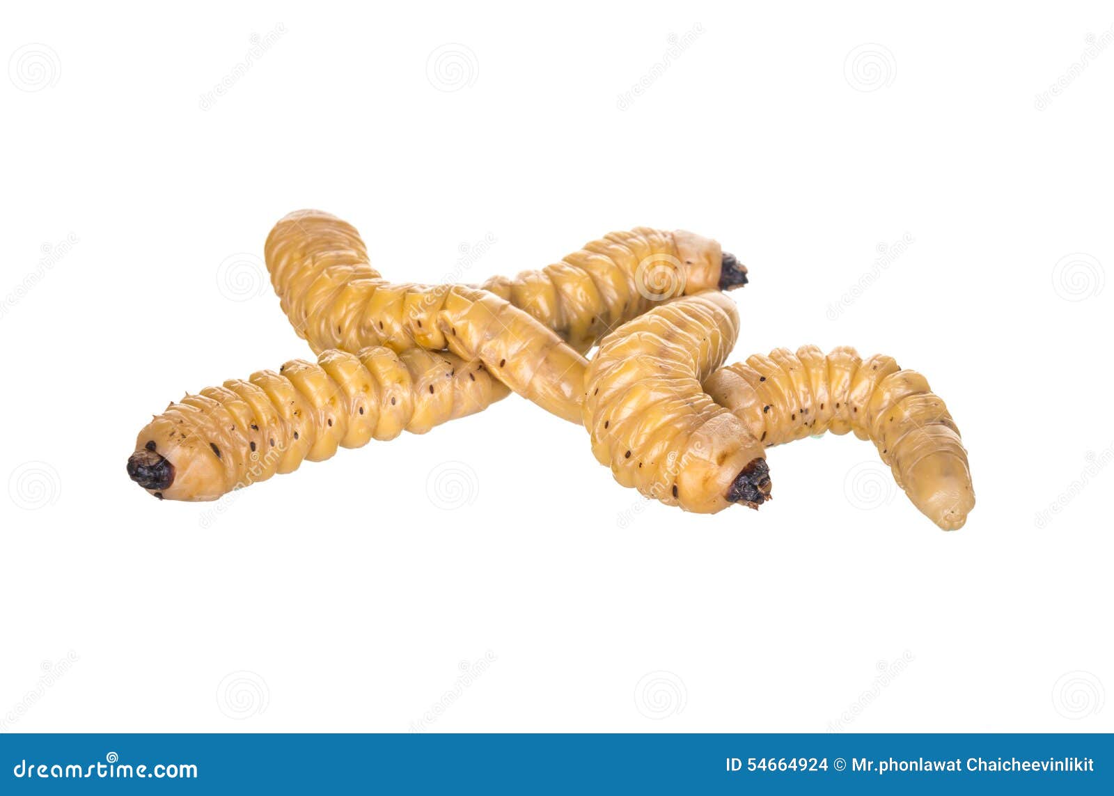 Ver de ver photo stock. Image du insecte, anomalie, jardin - 54664924